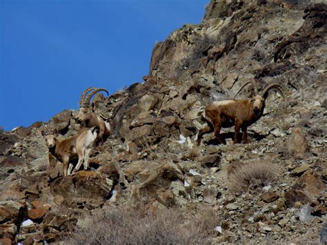 【北山羊摄影图片】新疆生态摄影 太平洋电脑网摄影部落