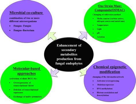 Enhancement Of Secondary Metabolites Biosynthesis In Fungal Endophytes