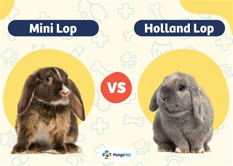 Mini Lop Adulto Dwarf Incredible Cheapest Fantastic Lop High