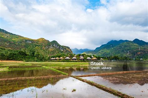 Mai Chau Village Landscape With Rice Paddy Fields In Vietnam Stock