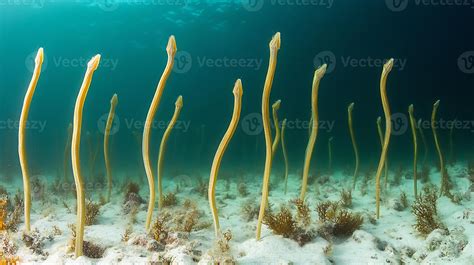 Garden Eels Heteroconger Spp Phylum Chordata Class Actinopterygii Order