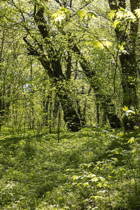 A Park With Different Types Of Trees In The Spring During Flowering