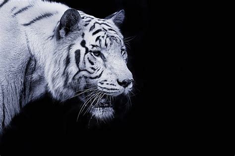White Tiger Albino Whiskers Wildlife Albino Dangerous Wildlife Png