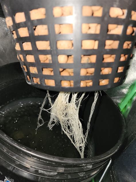 273 Best R Dwc Images On Pholder Here S A Quick Timeline Showing How The Flowers Mature And