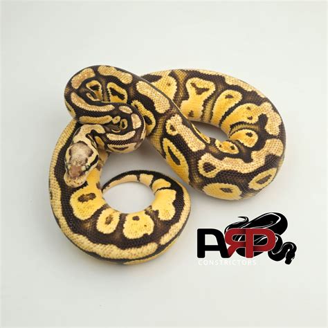 Firefly Het Clown F Arp