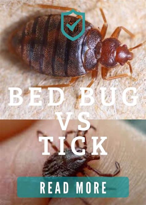 Ticks Vs Bed Bugs Eco Friendly Pest Control Pune