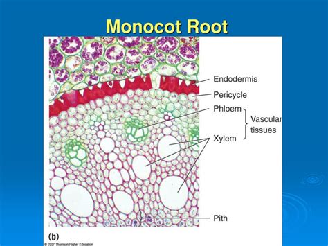 Ppt Plant Organs Roots Powerpoint Presentation Free Download Id