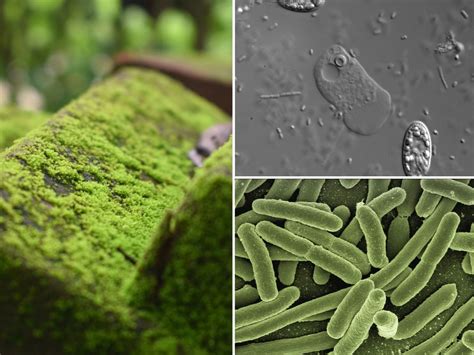 Contoh Mikrobiologi Dan Manfaatnya Dalam Kehidupan Manusia My Xxx Hot Girl