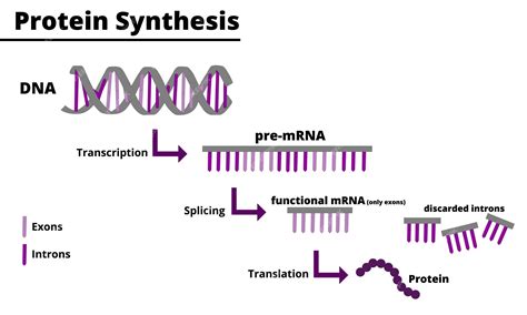 Protein Synthesis Comic Strip