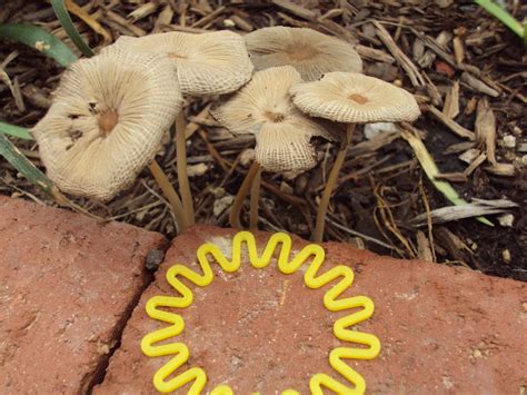 AP Bio Summer Assignment