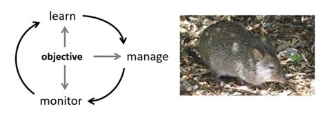 Making Optimal Adaptive Management Accessible To Everyone The Applied