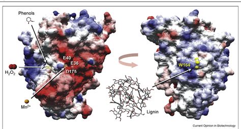 Figure 2 From Enzymatic Delignification Of Plant Cell Wall From Nature