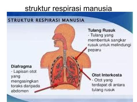Struktur Respirasi Dan Mekanisme Pernafasan Dalam Manusia Dan Haiwan 2