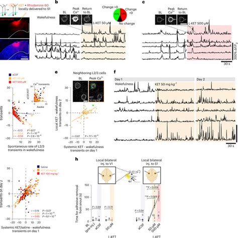 Ket Induces A Neuronal Switch In The Input And Output Cortical Layers Download Scientific