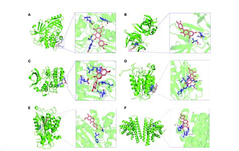 Three Dimensional Schematic Diagram Of The Molecular Docking Model
