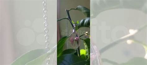 Кулон из эпоксидной смолы купить в Москве Личные вещи Авито