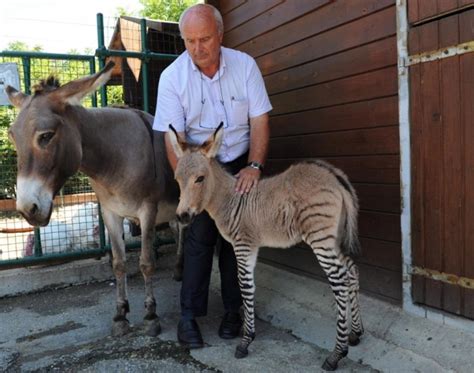 Zonkey Wholphin Liger Tigon Fascinating Animal Hybrids Photos