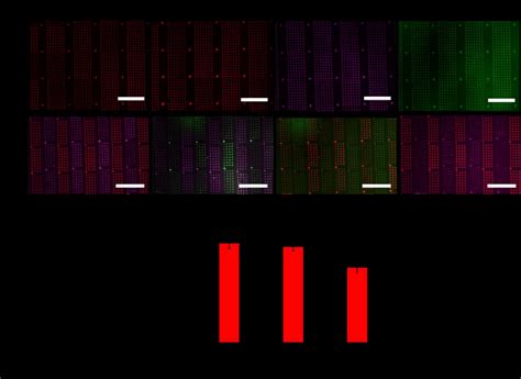 Fig S8 Regeneration Of Dna Microarrays Fluorescence Microscopy Images