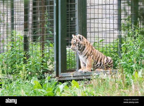One Of Three Amur Tiger Cubs About To Explore Their Outside Enclosure