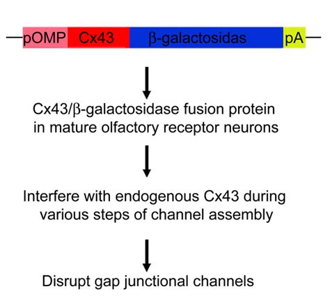 A Diagrammatic Illustration Of The Transgene Construct And Expected