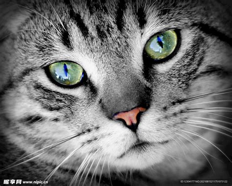 猫头摄影图 家禽家畜 生物世界 摄影图库 昵图网