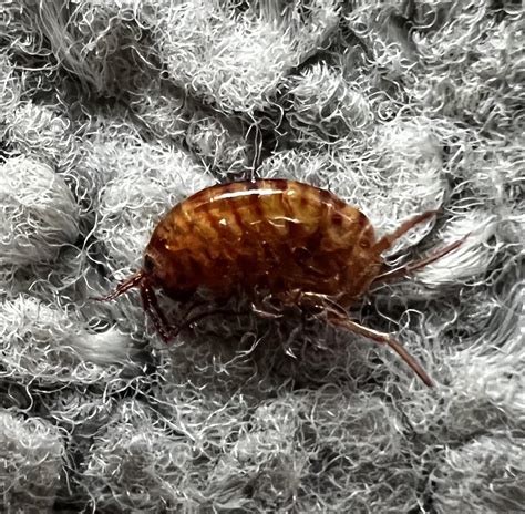 what is this bug been randomly seeing dozens of dead ones on floor in