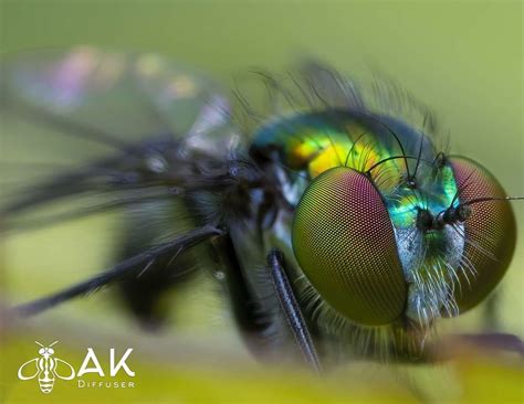 Ak Gallery Ak Diffuser