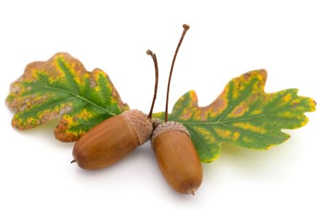 Oak Nut Pictures Freepik