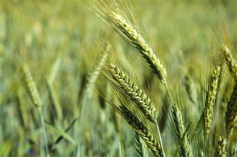 Triticale
