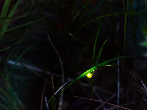 How To Attract And Keep Fireflies Living In Your Land Jardim Gulbenkian