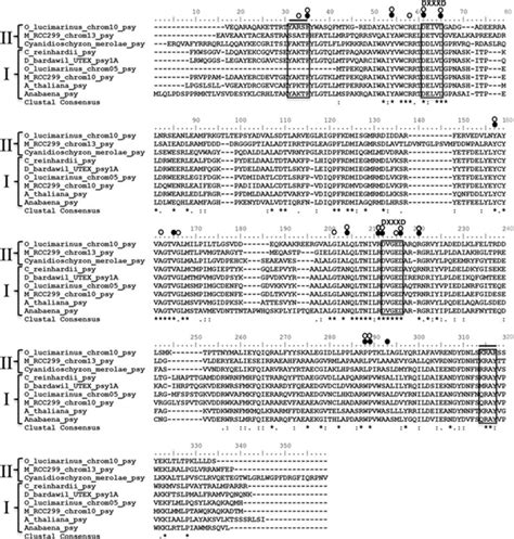 An Update On Carotenoid Biosynthesis In Algae Phylogenetic Evidence