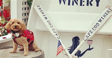 Bringfidos Guide To Cape Cod Bringfido