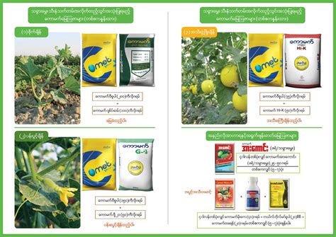 Myanma Awba သခြားေမႊး အထြက္တုိးနည္းလမ္းမ်ား