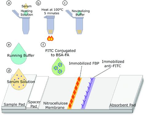 Schematic Of Sample Processing And Lateral Flow Assay A Combination