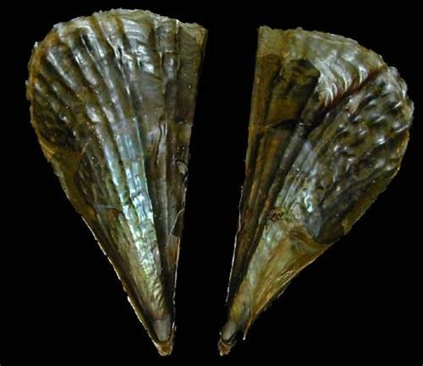 Common Shells Shells Of Floridas Gulf Coast