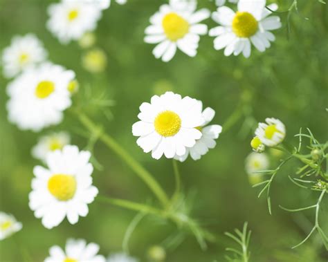 흰색 데이지 꽃 야생화 배경 화면 1280x1024 배경 화면 다운로드
