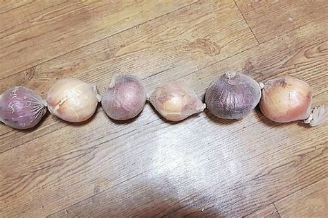 자칫 썩기 쉬운 양파 몇 달도 끄떡없는 보관법 2가지 쏙쏙팁