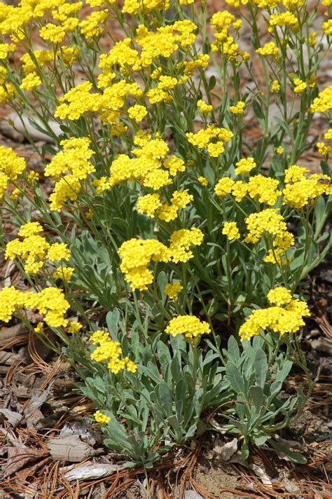 Types Of Flowers That Are Yellow At Joseph Becher Blog