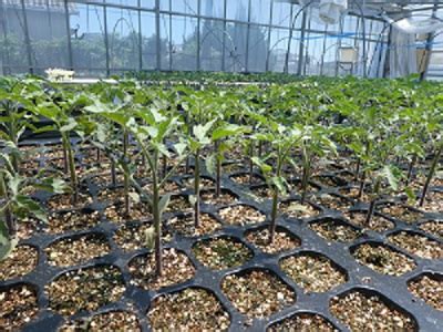 ミニトマト大玉トマトの作付け準備が始まりましたトヨタネブログ農場日記トヨタネ株式会社