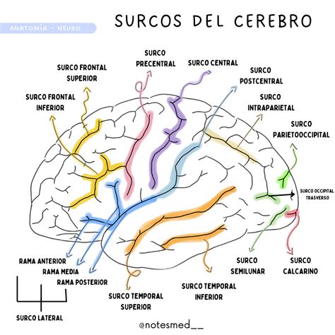 AnatomÍa Surcos Del Cerebro En 2024 Anatomia Y Fisiologia Anatomia