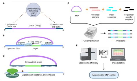 Schematic Representation Of Molecular Inversion Probe To Capture A Download Scientific