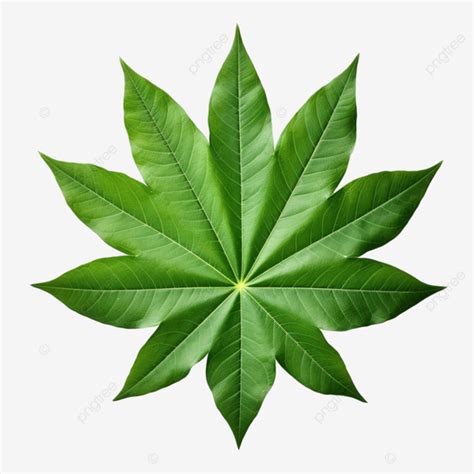 Png 형식의 클리핑 패스를 사용하여 격리된 단일 카사바 잎 뒷면의 위쪽 사진 채소 나뭇잎 산업 Png 일러스트 및 이미지 에 대한 무료 다운로드 Pngtree