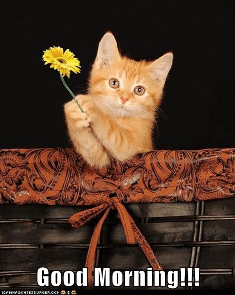 Good Morning Cat Meme