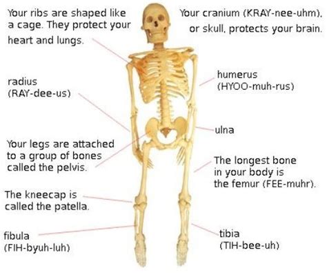 Bare Bones Edtech Reading Comprehension Heart And Lungs
