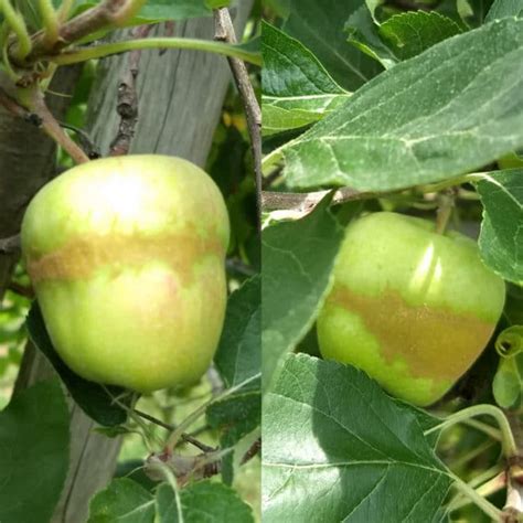 Apple Slices Turned Brown Eat Or Toss