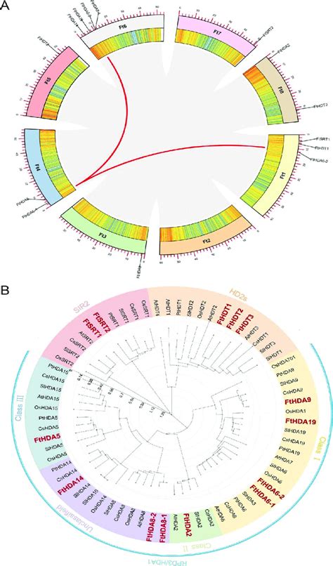 Chromosomal Localization And Phylogenetic Analysis Of Fthda6 A