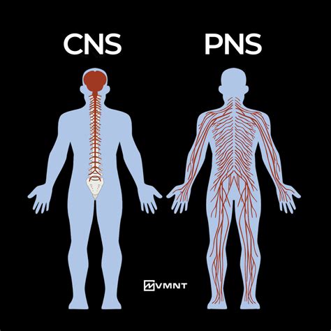 Simple Peripheral Nervous System Diagram
