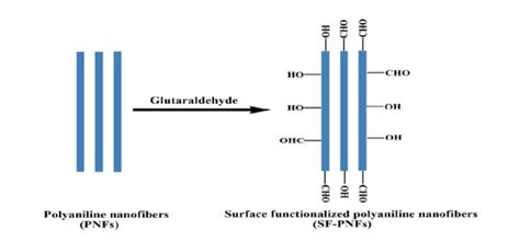 Schematic Representation Of Surface Functionalization Of Pnfs By Download Scientific Diagram