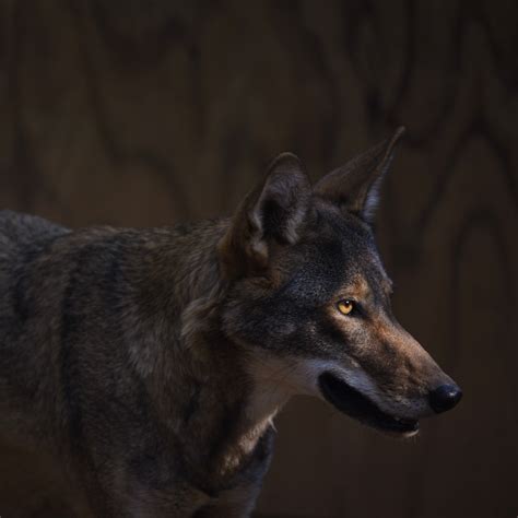 Once Upon A Time Ruby Wolf Once Upon A Time Ruby Wolf