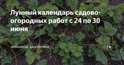 Лунный календарь садово огородных работ с 24 по 30 июня Антонов сад дача и огород Дзен